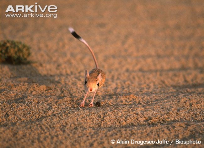 Lesser Egyptian Jerboa