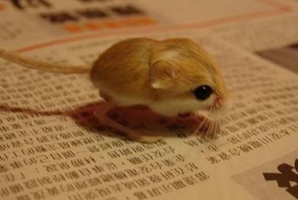 24 Smallest Animals in the World at emaze Presentation