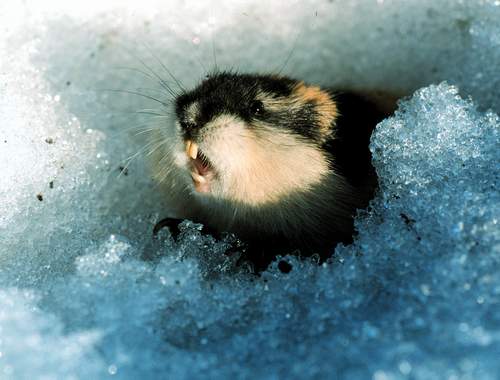 Norwegian Lemming
