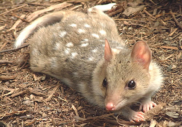 Northern Quoll