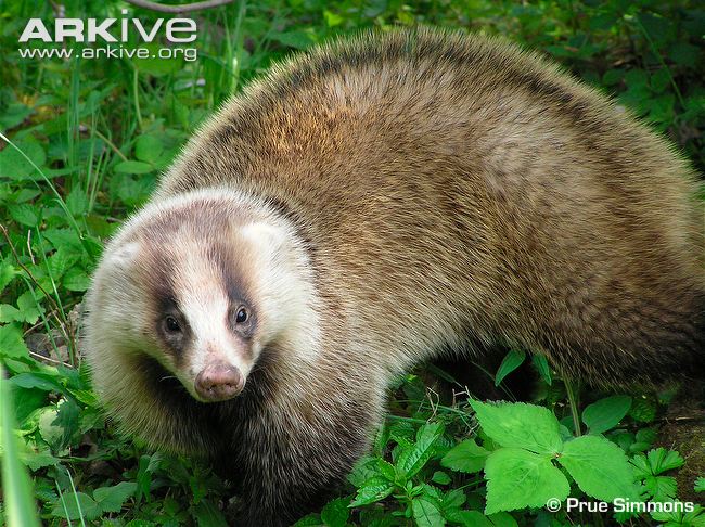 Japanese Badger