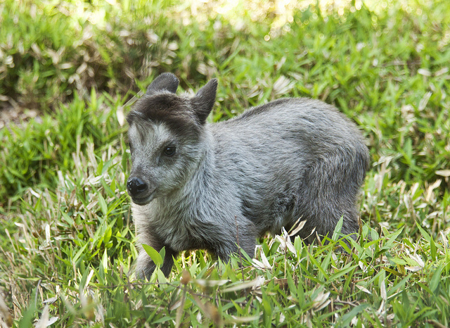 Baby Japanese Serow