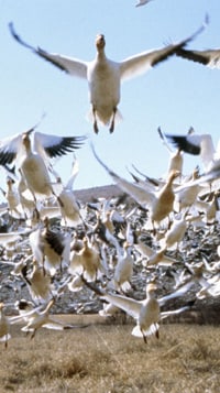 Picture of Winged Migration