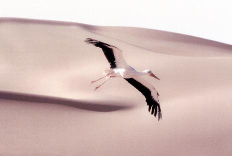 Picture of Winged Migration