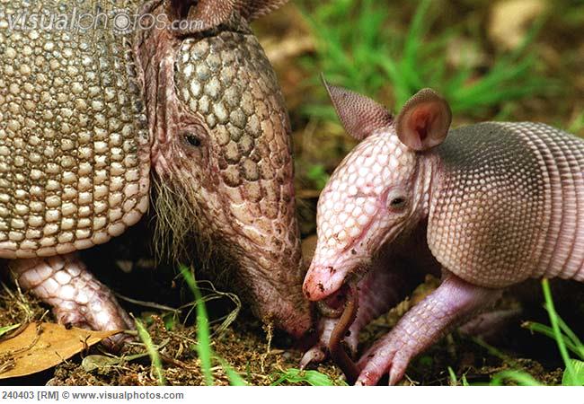 Nine-Banded Armadillo & baby