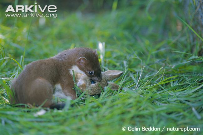 Stoat catching a Rabbit