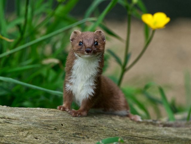 Stoat