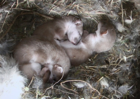Baby Stoats sleeping in a nest