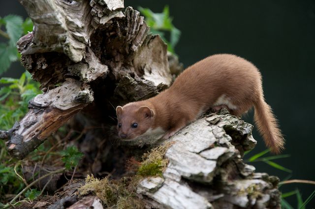 Stoat