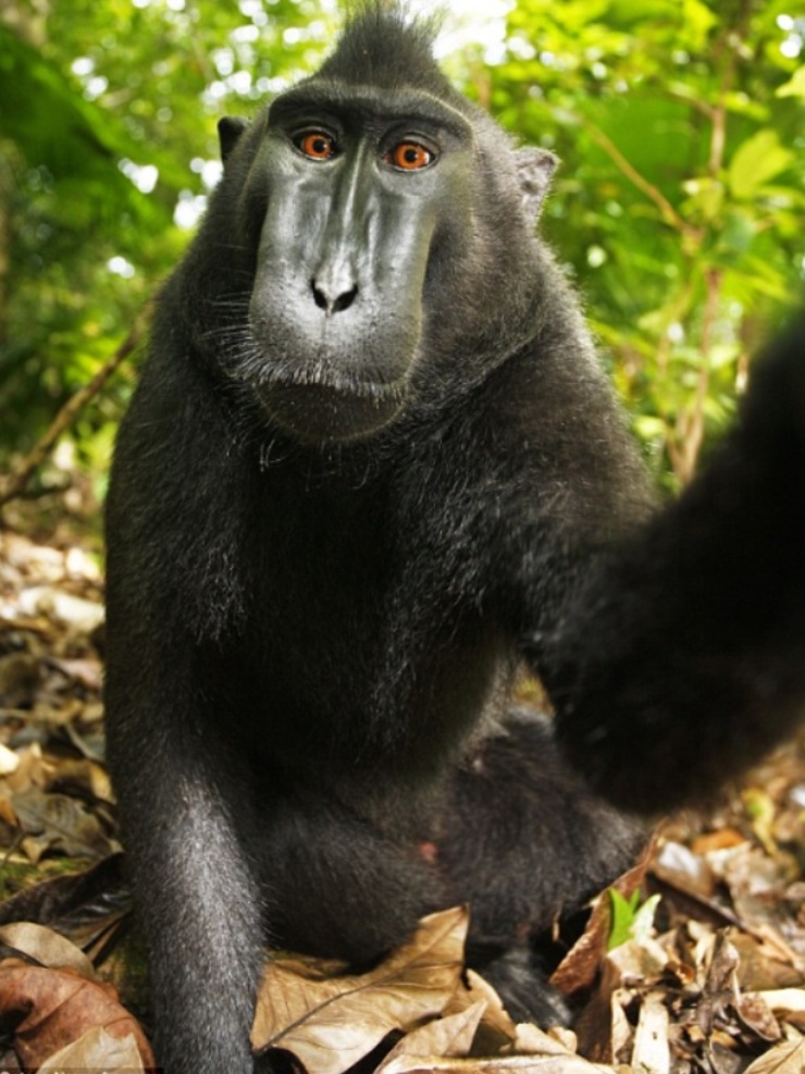 Crested Black Macaque