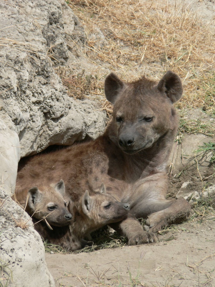 Spotted Hyena & cubs emerging from den
