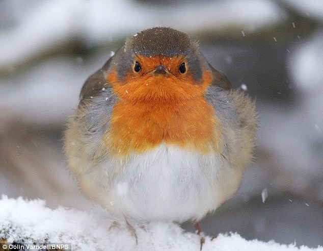 Robin in winter