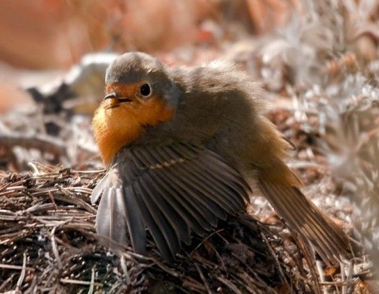 European Robin