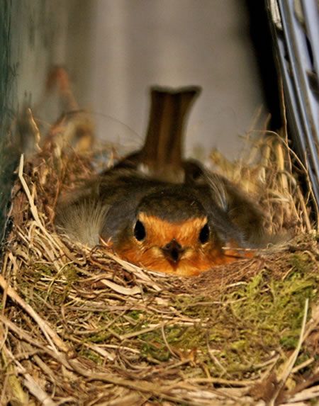 European Robin in its nest