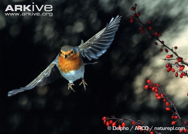 European Robin in flight
