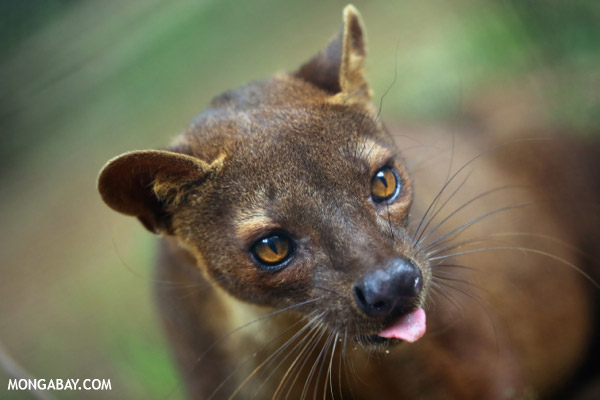 Fossa