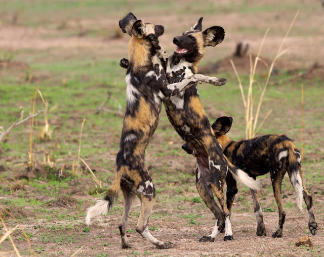 African Wild Dogs fighting