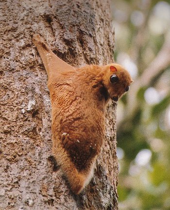 Sunda Flying Lemur
