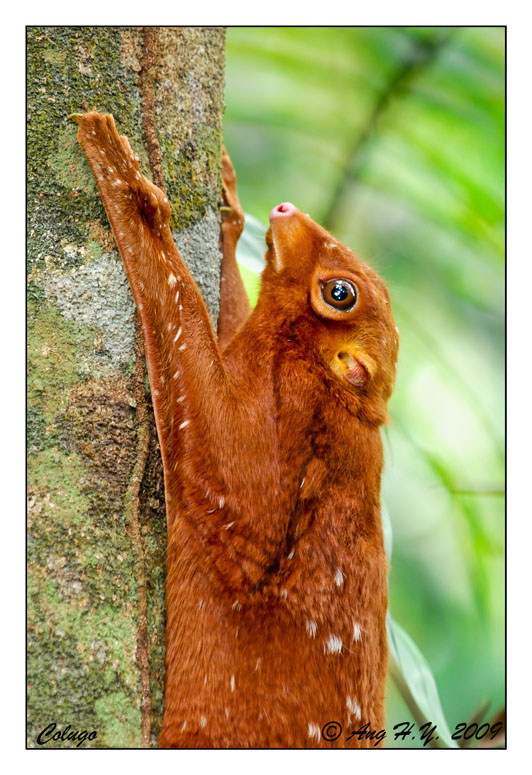Sunda Flying Lemur
