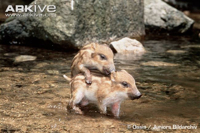 Wild Boar piglets