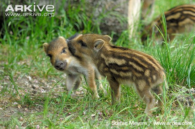 Wild Boar piglets