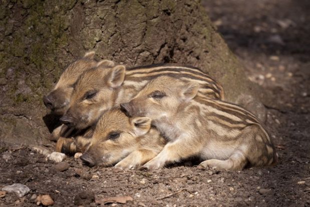 Wild Boar piglets sleeping