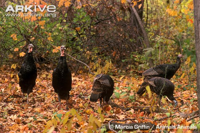 Wild Turkeys foraging in woodland