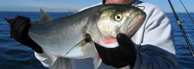 Picture of Bluefish