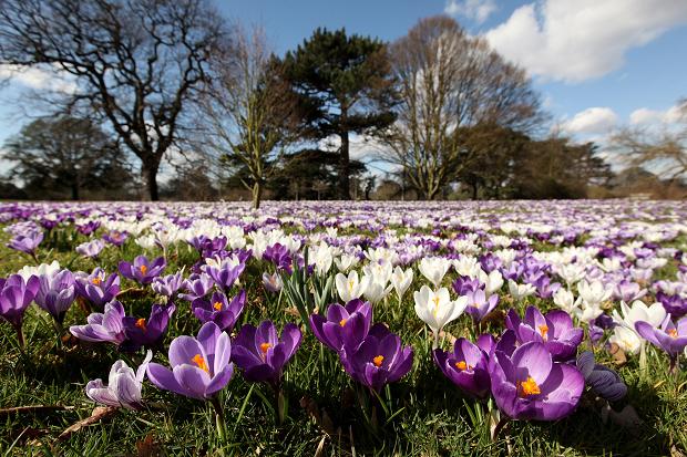 Field of Crocuses at Kew Gardens