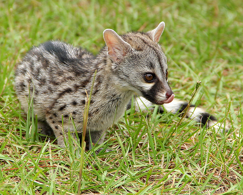 Baby Common Genet