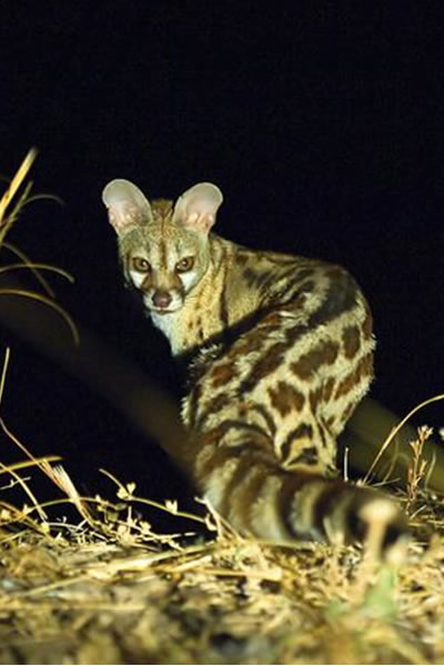 Large Spotted Genet