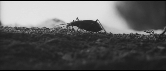 Picture of The Insect Woman