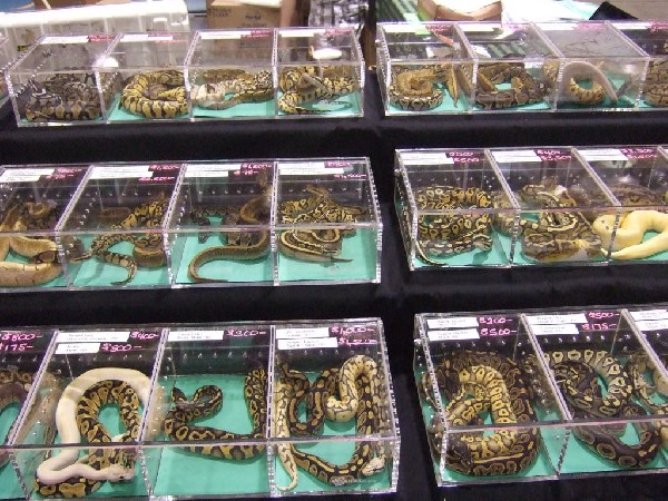 Picture of reptile expo