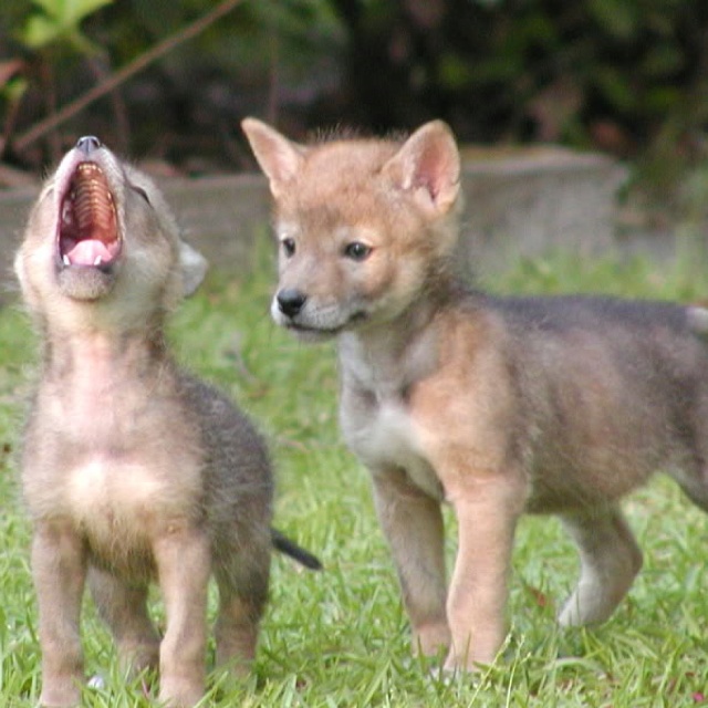 Baby Coyotes