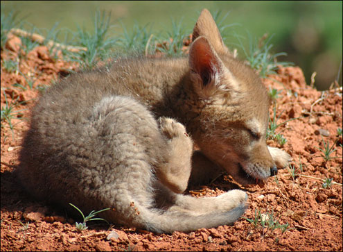 Baby Coyote sleeping