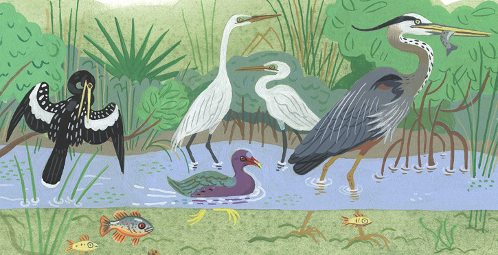 Picture of Who Lives in an Alligator Hole? (Let's-Read-and-Find-Out ...