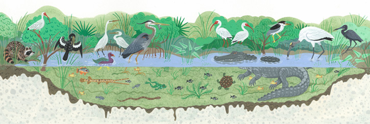 Picture of Who Lives in an Alligator Hole? (Let's-Read-and-Find-Out ...