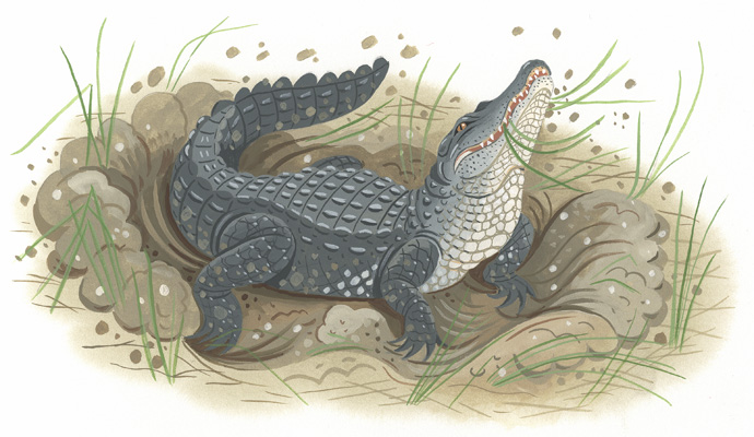 Picture of Who Lives in an Alligator Hole? (Let's-Read-and-Find-Out ...