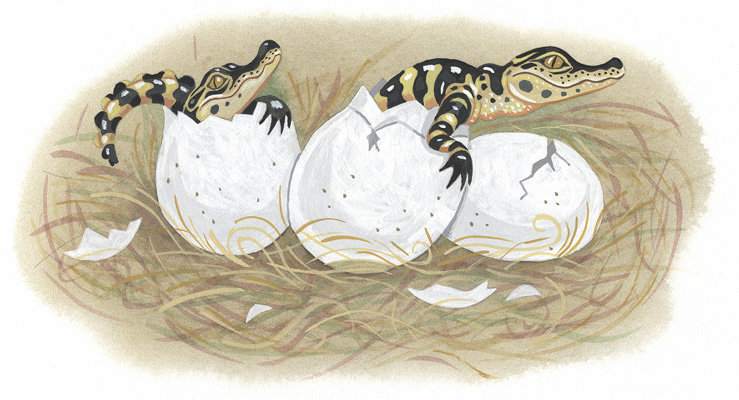 Who Lives in an Alligator Hole? (Let's-Read-and-Find-Out Science 2) image