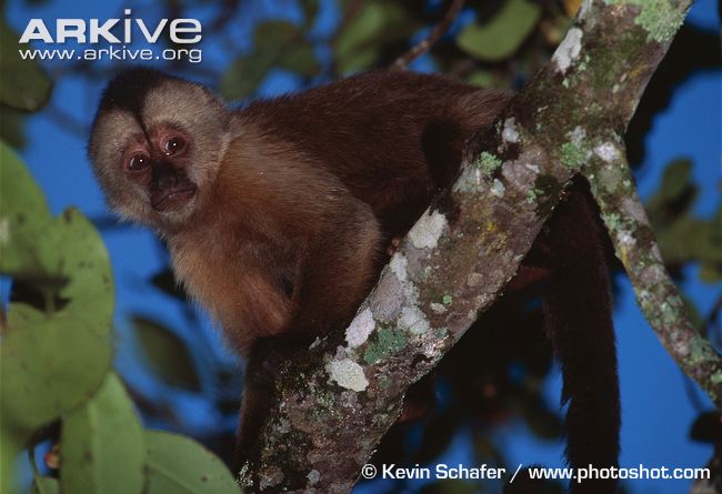 Weeper Capuchin Monkey