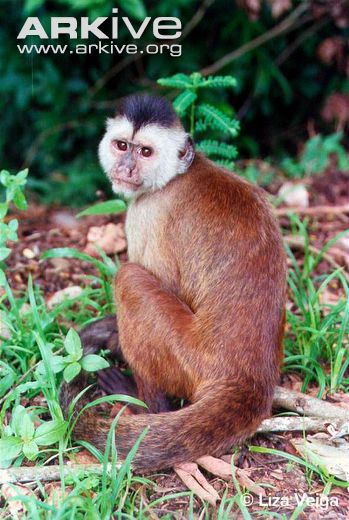 Kaapori Capuchin Monkey