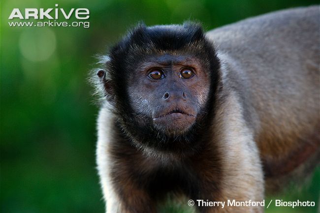 Black-capped Capuchin Monkey