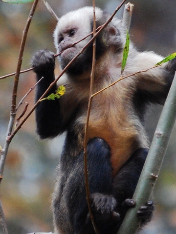 Golden-bellied Capuchin Monkey