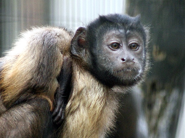 Black-capped Capuchin Monkey