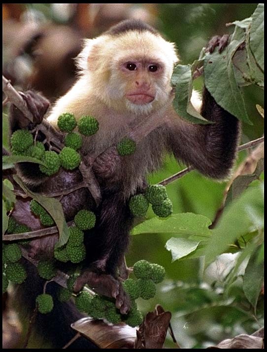 White-faced Capuchin Monkey