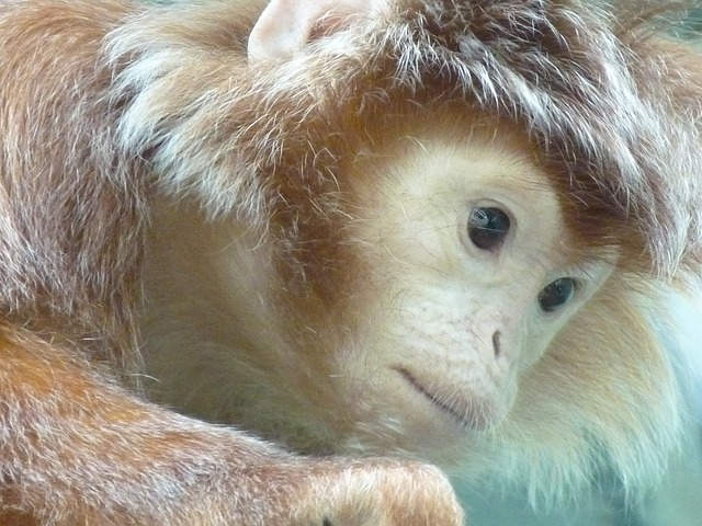 Blond Capuchin Monkey