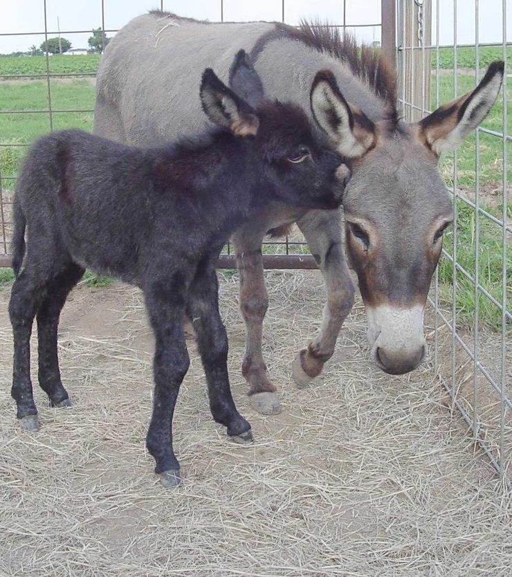 Donkey & Foal