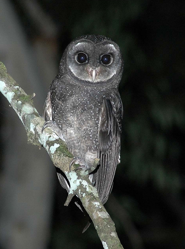 Greater Sooty Owl