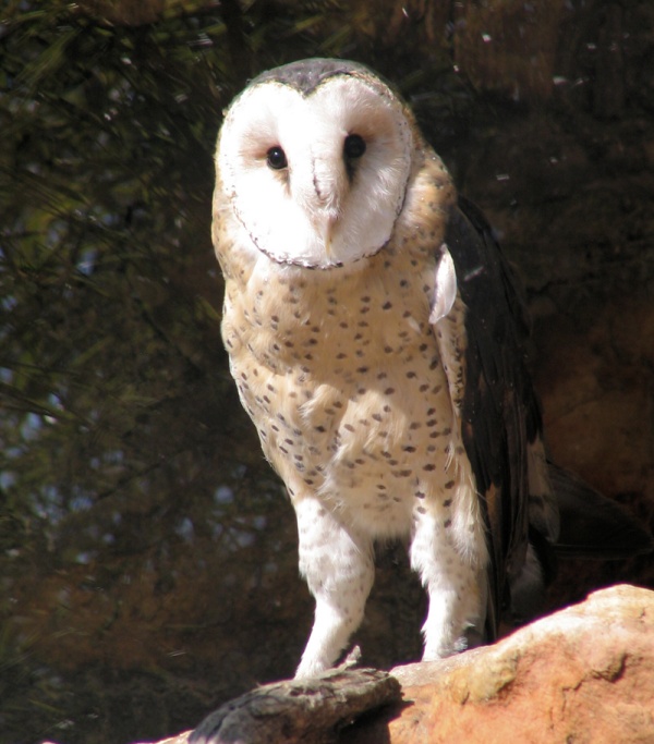 African Grass Owl
