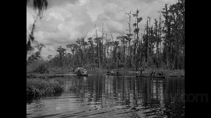 Picture of Swamp Water